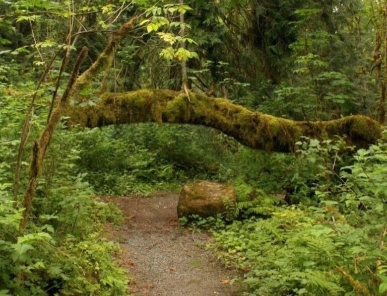 Exploring Flaming Geyser State Park Auburn Washington